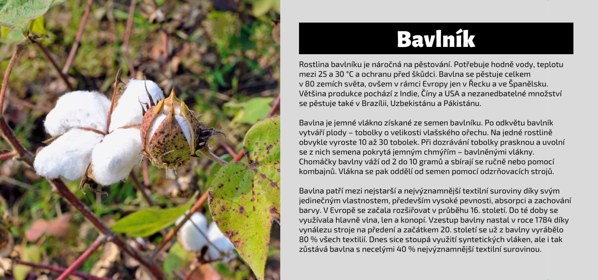 Bavlna - Fairtrade Česko a Slovensko